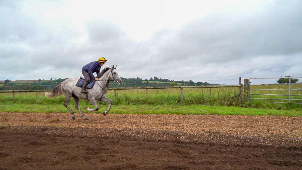 Old Gold Racing: Our Horses