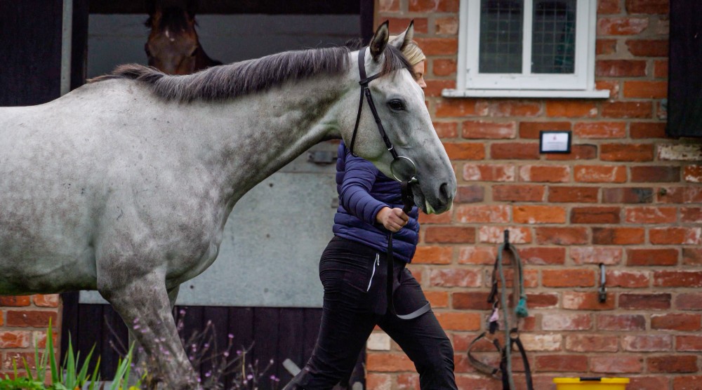 Old Gold Racing: Our Horses