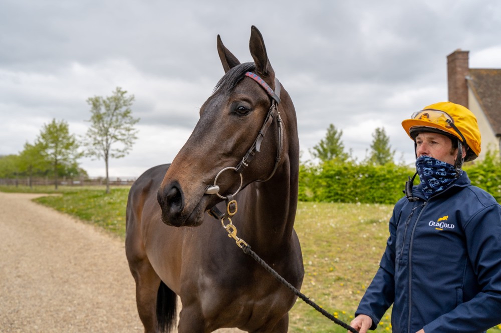 Old Gold Racing: Our Horses