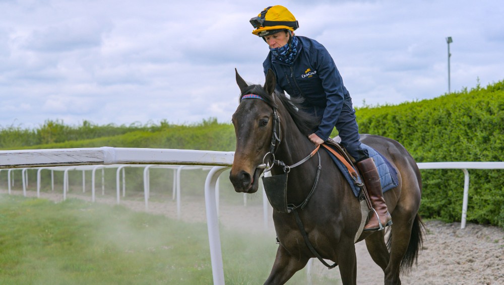 Old Gold Racing: Our Horses