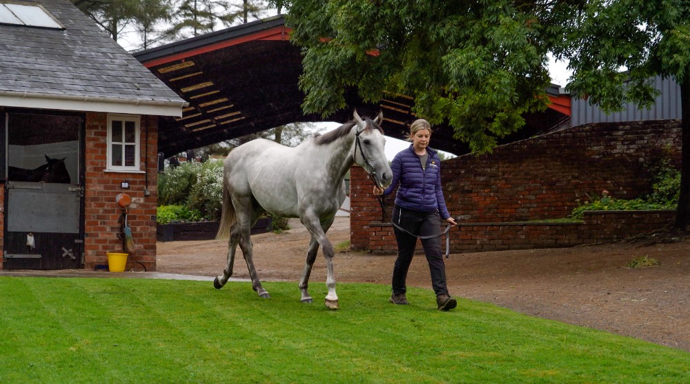 Old Gold Racing: Our Horses