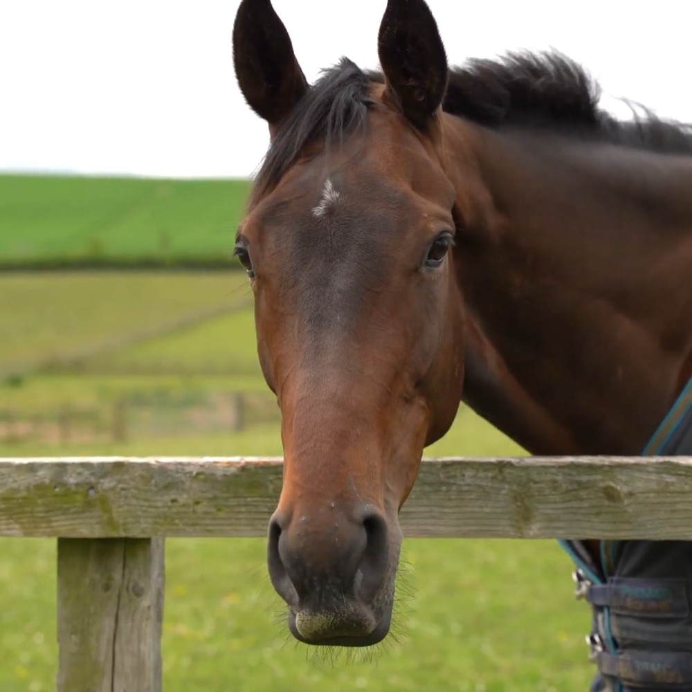 Old Gold Racing: Our Horses
