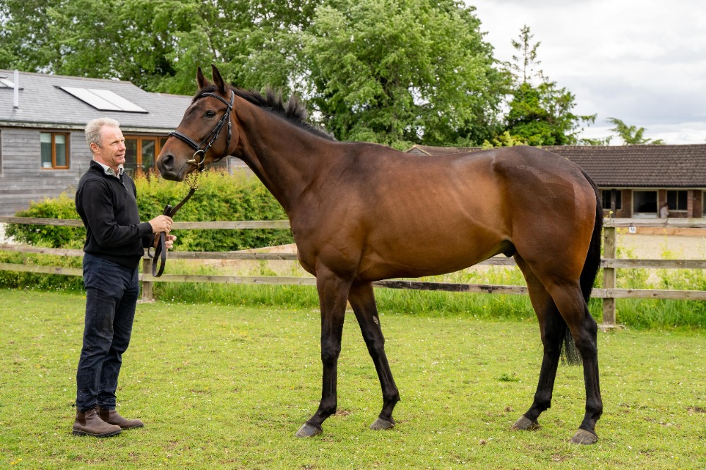 Old Gold Racing: Our Horses