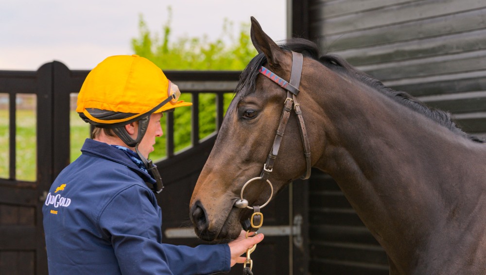Old Gold Racing: Our Horses