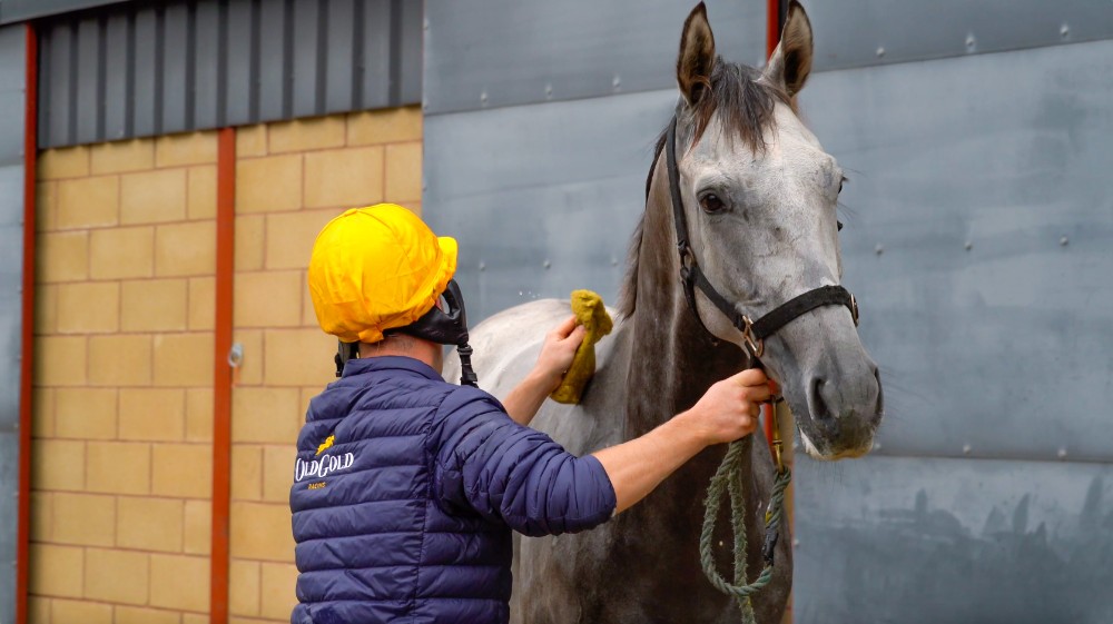 Old Gold Racing: Our Horses