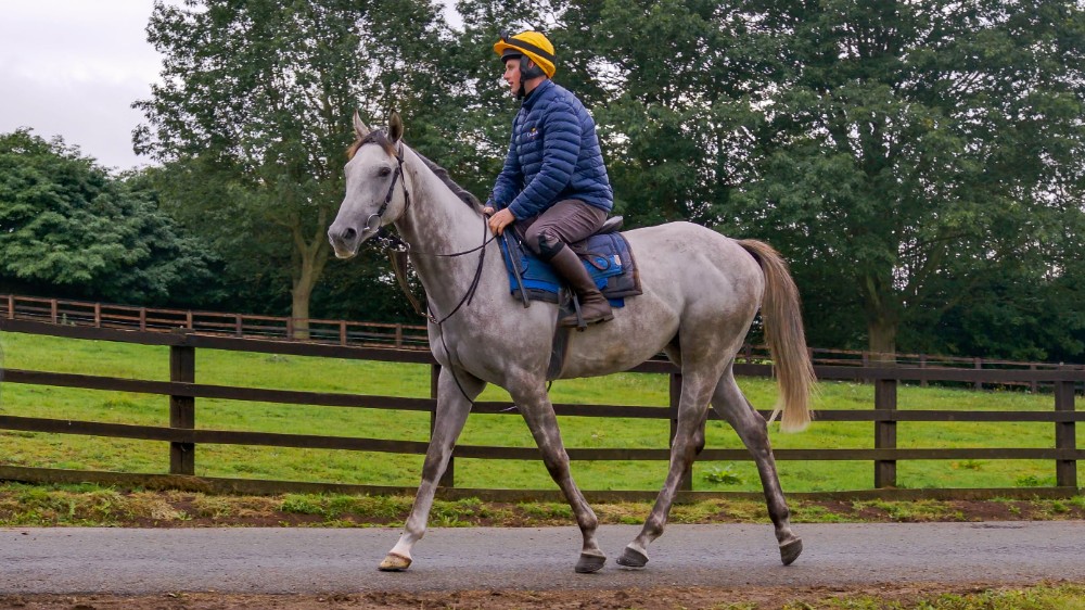 Old Gold Racing: Our Horses